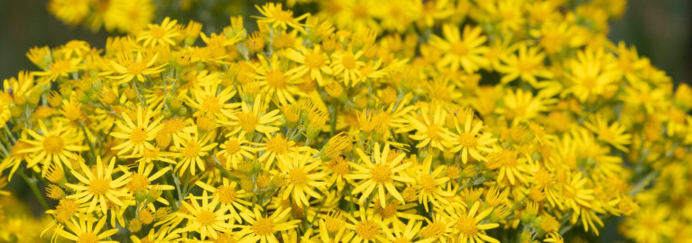 tall plant with yellow flowers identification uk